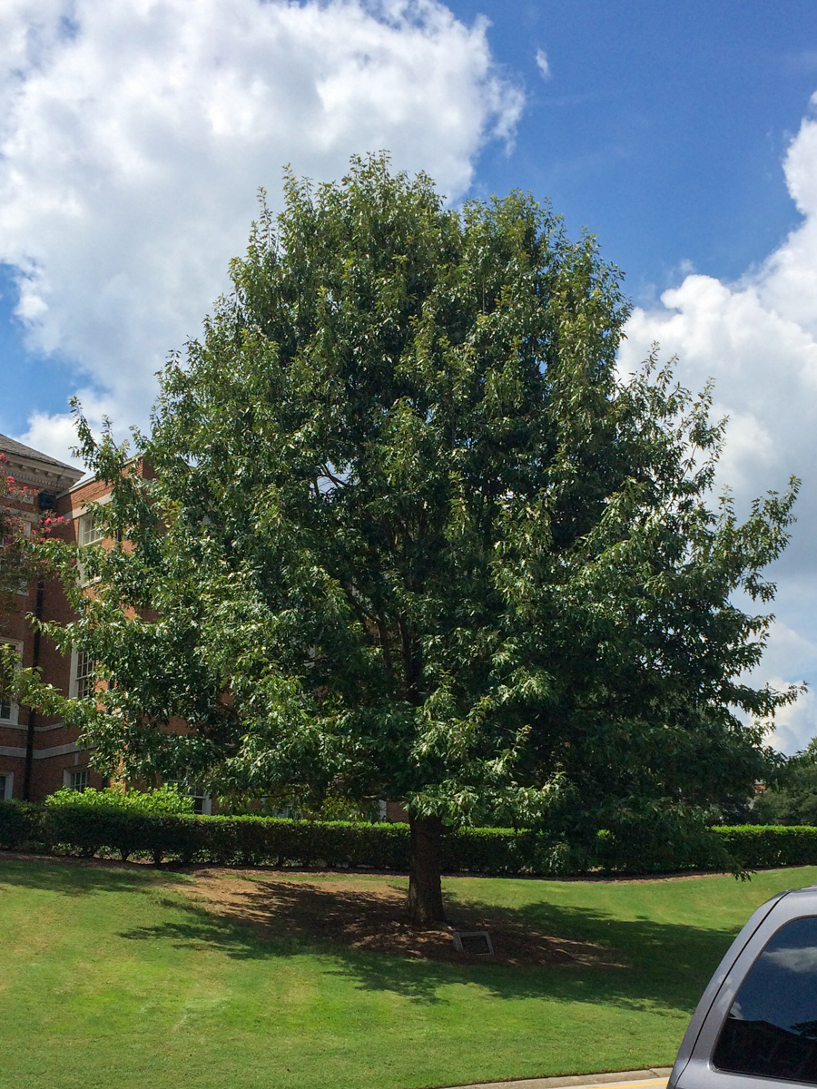 Sherman Oak on Samford University’s Homewood Campus – Chasing Churches