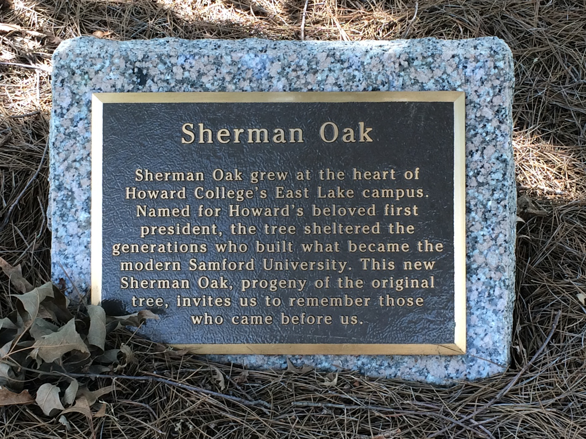 Sherman Oak on Samford University’s Homewood Campus – Chasing Churches